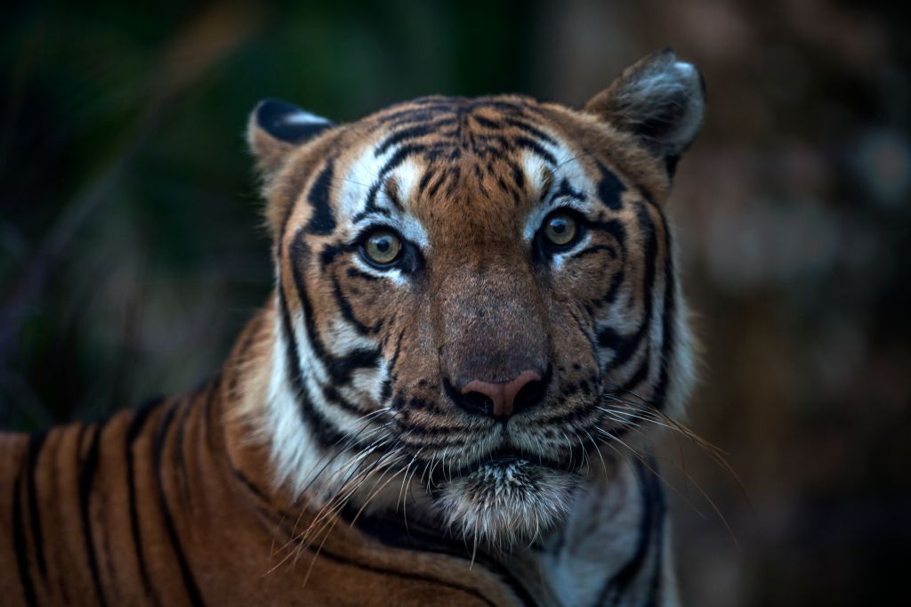 Indianapolis Zoo announces the passing of male Amur tiger Pavel